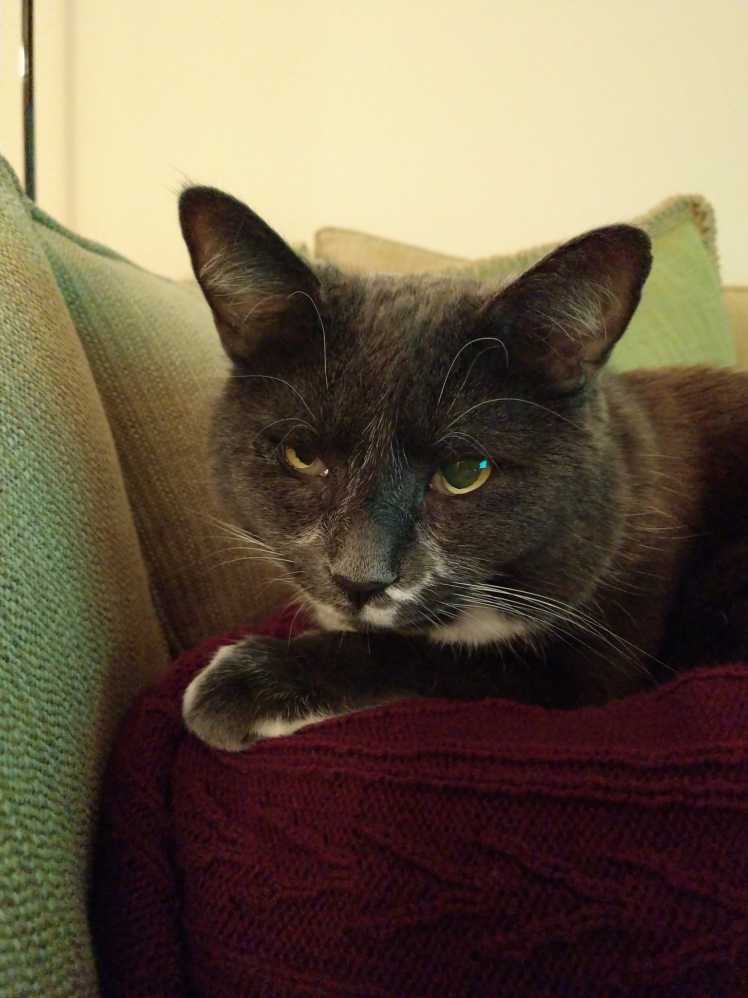 Football Cat’s NFL Picks | The 15